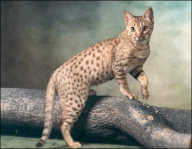 Cat Breeds: Ocicat